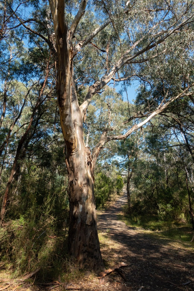 Gresswell Sanatorium, Victoria – History of Medicine Traveller